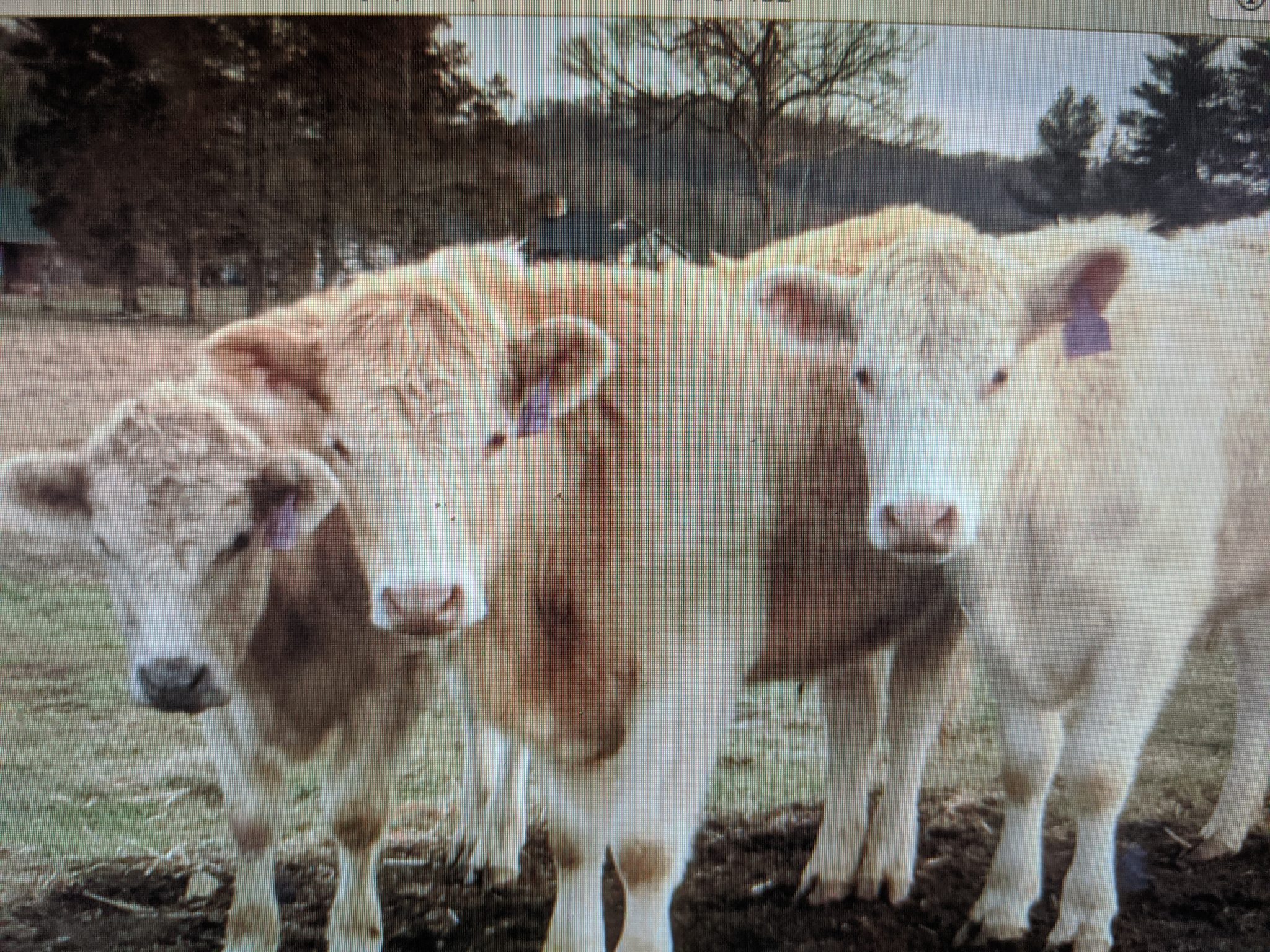 How I Caught the Steer | Living Web Farms