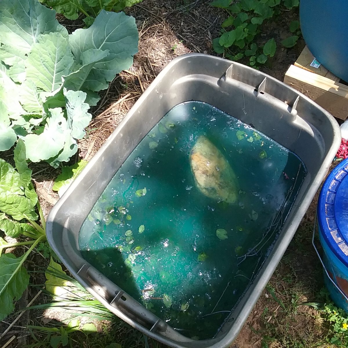 fermentation complete | Living Web Farms