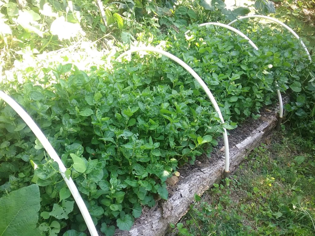 Waste Not Urine | Living Web Farms